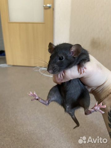 Крыски дамбо с клеткой