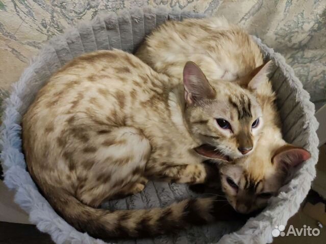 Уникальные бенгальские котята линкс