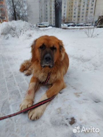 Собака в добрые руки овчарка привезу
