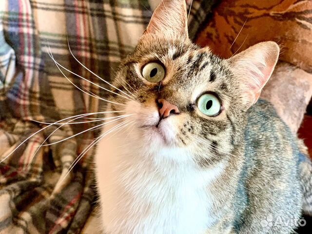 Нежная молодая кошечка