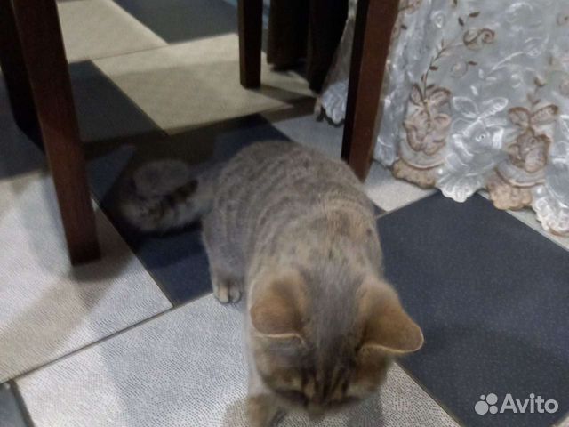 Кошки в добрые руки бесплатно нашлась кошка прибил