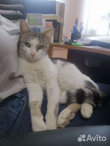 Котик в добрые руки