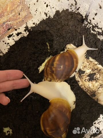 Улитки Ахатины 2 шт бесплатно со всем необходимым