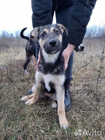 Собаки бесплатно в добрые руки