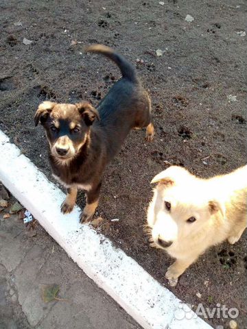 Щенки