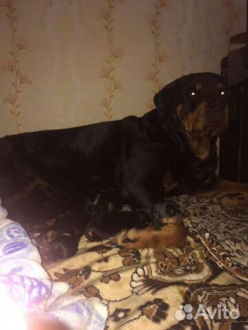 Щенки ротвейлера продажа