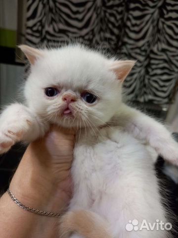 Самый сладкий экзотический котик 2 месяца