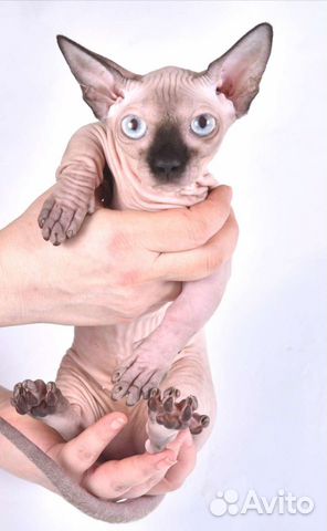 Бамбино девочка