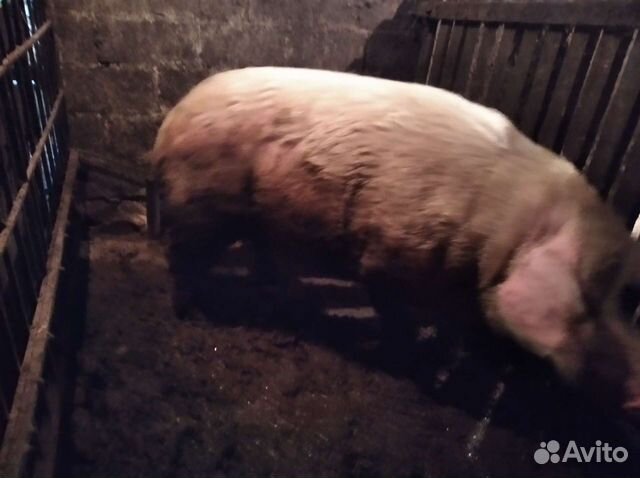 Продаётся Хряк поздней кострации