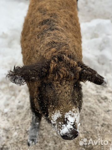 Венгерская мангалица самка красная
