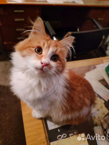 Рыжий котенок в дар