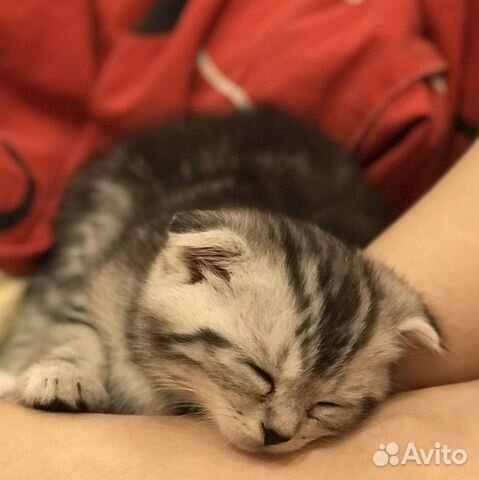 Котик