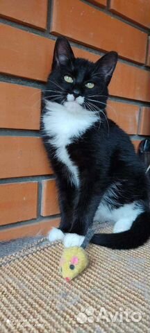 Котенок