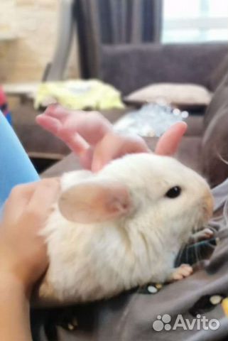 Шиншилла белая
