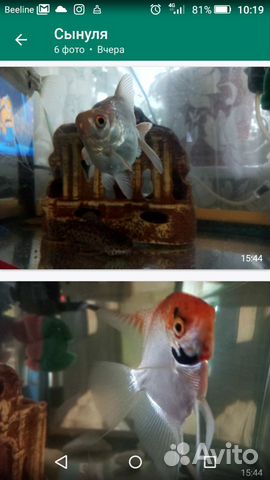 Аквариум с 4 рыбками(2сомика,золотая рыбка,скаляри