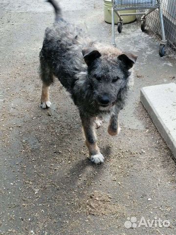 Собаки бесплатно в добрые руки