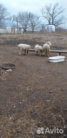 Баранчик 1 штука Меринос