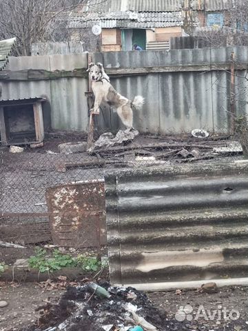 Щенок кавказец