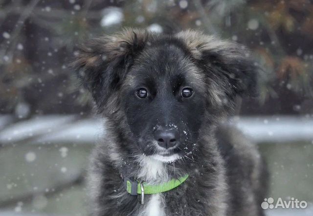 Щенок в добрые руки