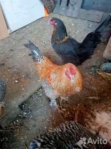 Петух,куры