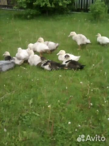 Утки муларды