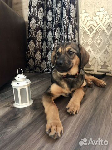 Щенок в дар