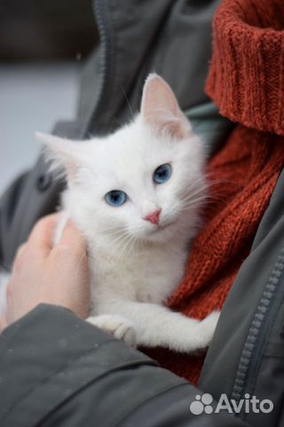 Белочка с голубыми глазами, 2,5 мес, котёнок