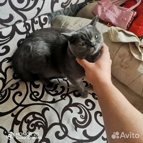 Британский кот бесплатно
