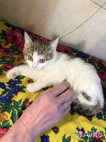 Котёнок 3х месяцев в добрые руки