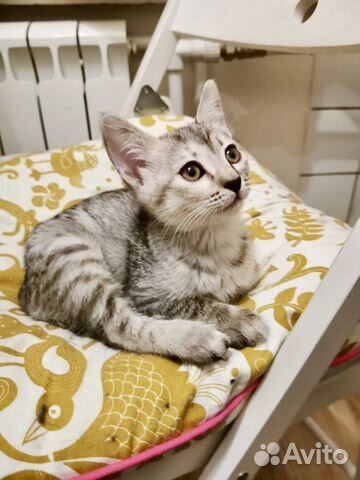 Котенок Хлоя - трогательный ребенок в дар