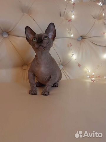 Шоколадный котик бамбино