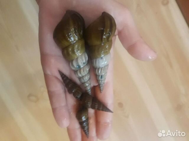 Улитка Геркулес