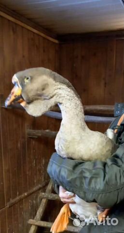 Продаю гуся холмогора и серых гусынь