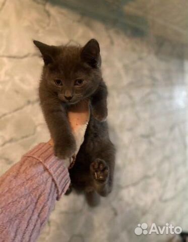 Котенок,темно-серый.Кот.Игривый,ласковый,воспитанн