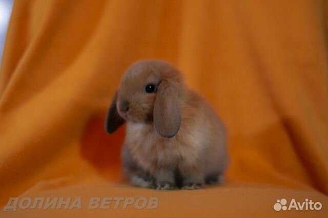 Девочка минилоп тюрингенского окраса