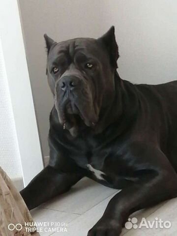 Кане Корсо вязка