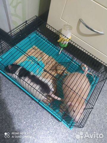 Крысы, мальчик и девочка