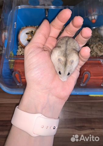 Джунгарский хомяк