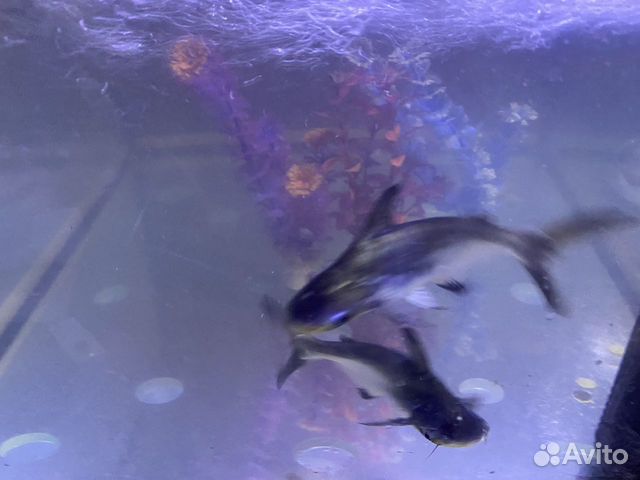 Рыба пангасиус 15-10 см