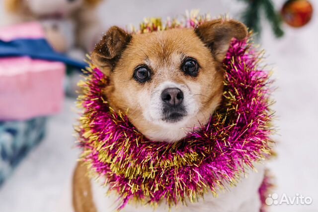 Муха - миниатюрная собака