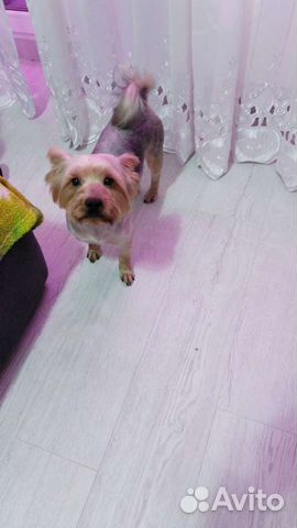 Йоркширский терьер бесплатно