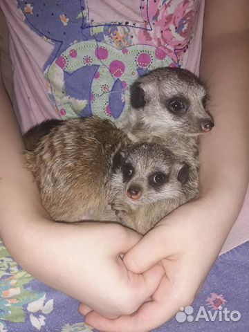 Ручные малыши сурикаты