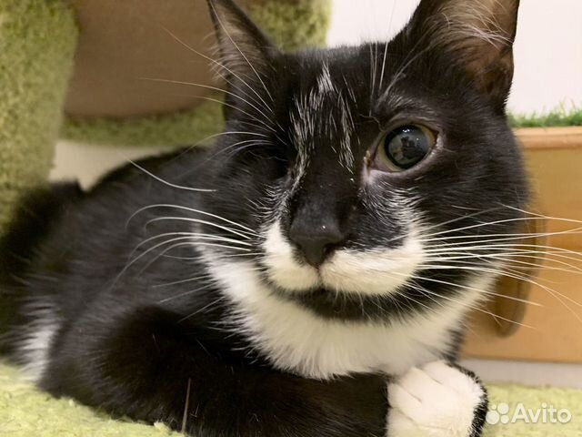 Котенок Лика без глазика