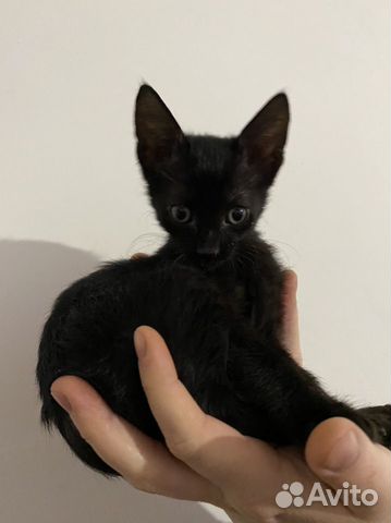 Котенок-сфинкс браш