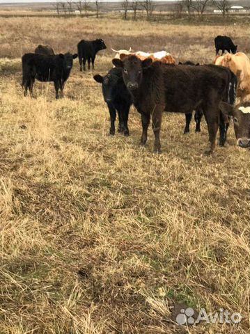 Коровы телки и бычки