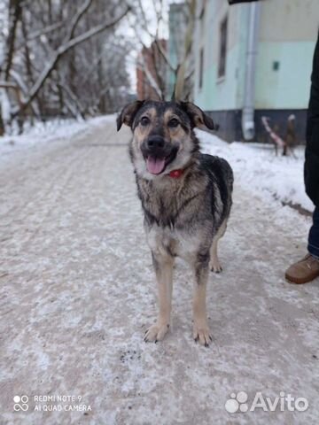 Собака в добрые руки