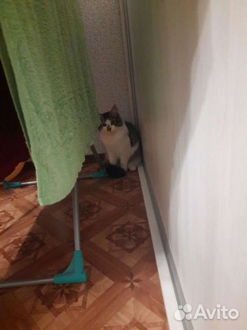 Кошка на вид 4-5 месяцев. Кушает всё, к лотку приу