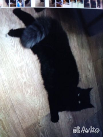 Кошка 5 мес
