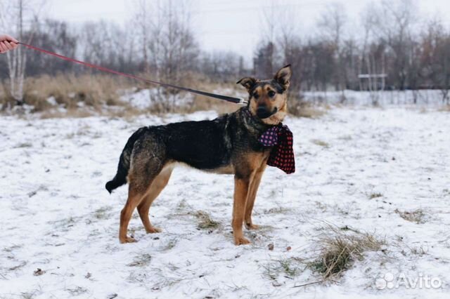 Собака в добрые руки