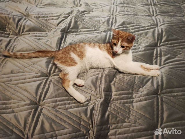 Рыжий котенок в добрые руки